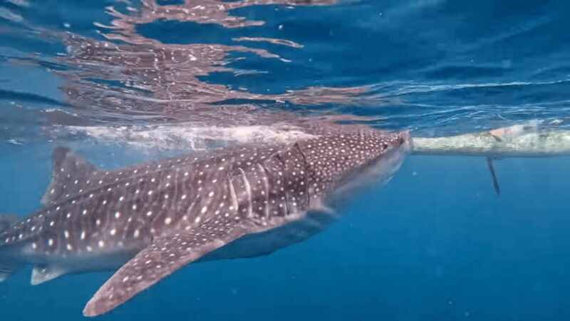 Cebu: Oslob Whaleshark & Canyoneering Group Tour with Lunch - Key Points
