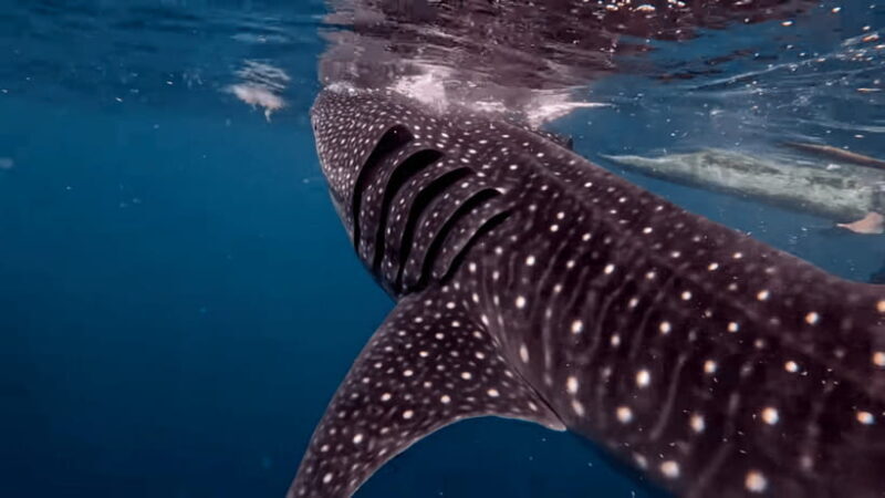 Cebu: Oslob Whaleshark & Canyoneering Group Tour with Lunch - Who Would Love This Tour?