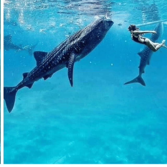 Cebu: Oslob Whaleshark Experience Shared Tour - Introduction and Booking