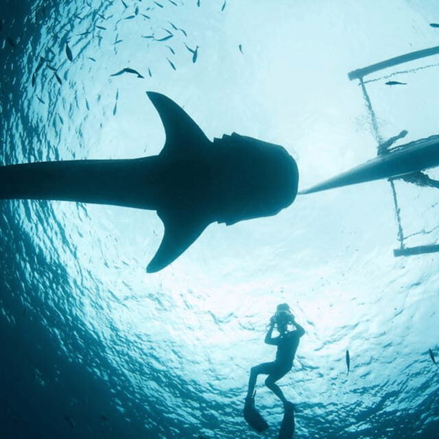 Cebu: Oslob Whaleshark Experience Shared Tour - The Itinerary: What’s in Store