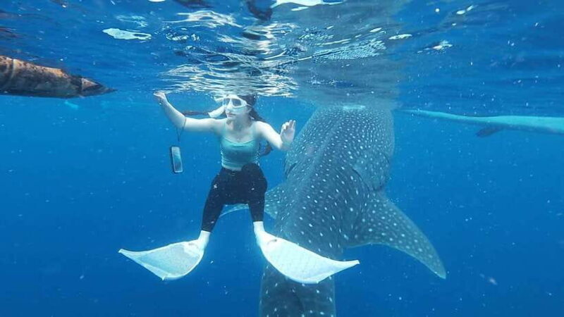 Cebu; Oslob Whaleshark Watching Day Tour - Cebus Oslob Whaleshark Watching Day Tour: An Up-Close Encounter with Nature’s Gentle Giants