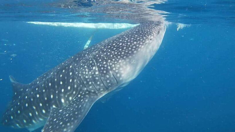 Cebu; Oslob Whaleshark Watching Day Tour - Who Will Love This Tour?
