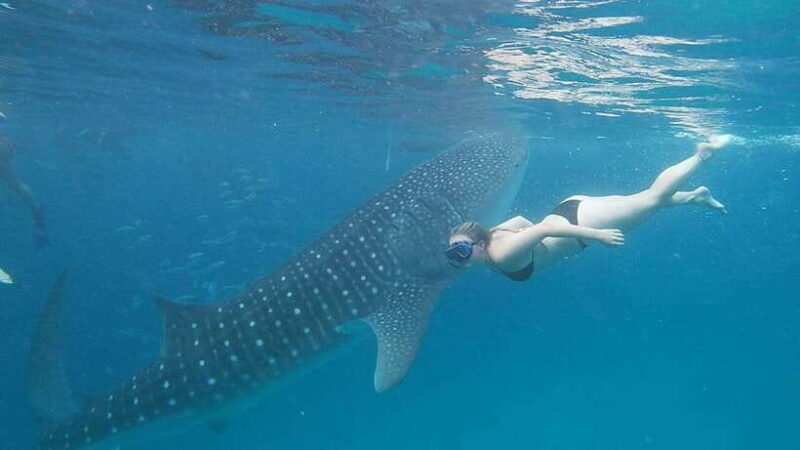 Cebu; Oslob Whaleshark Watching Day Tour - The Sum Up: Is This Tour Worth It?