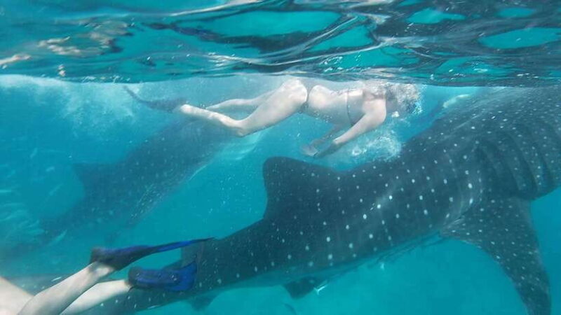 Cebu; Oslob Whaleshark Watching Day Tour - FAQ