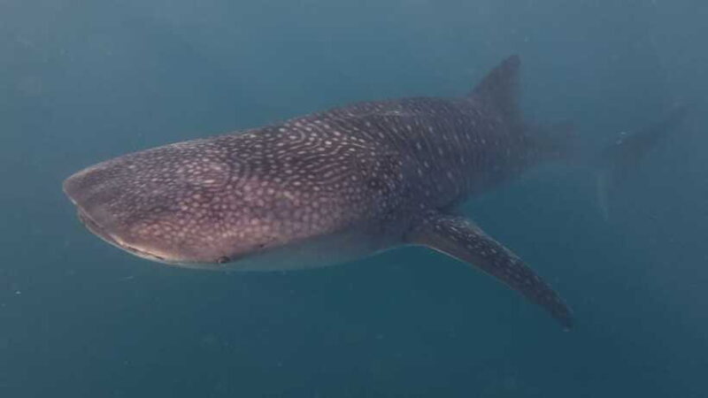 Cebu Oslob WhaleShark,Inambakan Falls& Moalboal Sardines Run - FAQs About This Tour