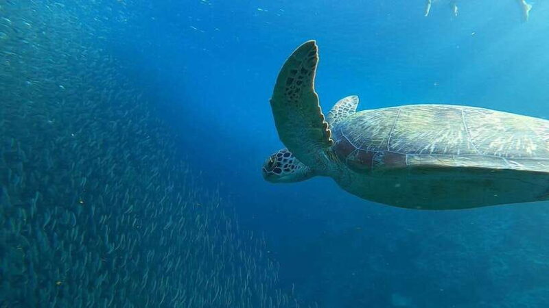 Cebu: Osmeña Peak hike and Sardines Run Snorkel adventure - FAQ