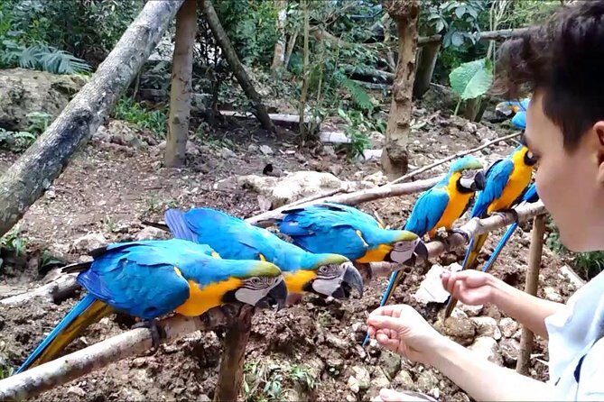 Cebu Safari Day Tour - An Introduction to the Cebu Safari & Adventure Park