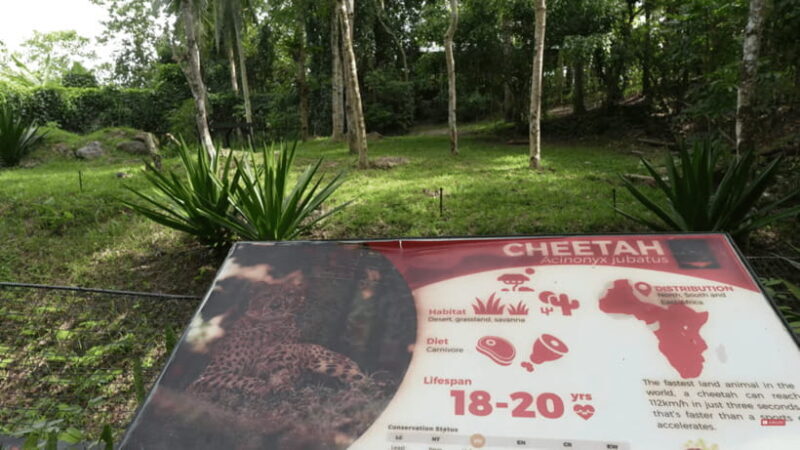 Cebu Safari: Experience Wildlife Up Close - Key Points