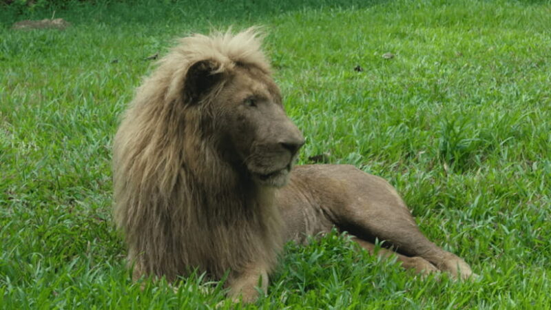 Cebu Safari: Experience Wildlife Up Close - An In-Depth Look at Cebu Safari and Its Appeal