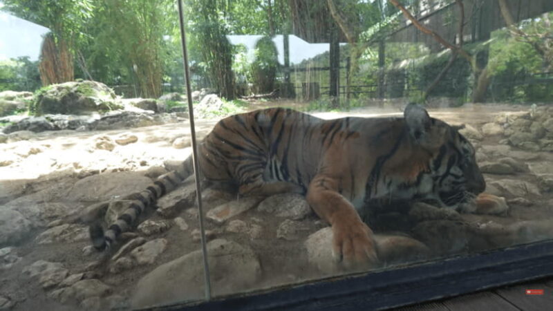 Cebu Safari: Experience Wildlife Up Close - The Sum Up