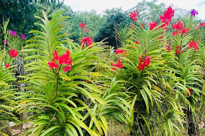 Cebu Safari Journeys - Why This Tour Offers Good Value