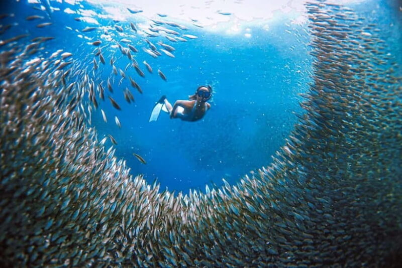 Cebu: Sardine Run Snorkeling, Mantayupan Falls & ATV Thrills - Who Is This Tour Best For?