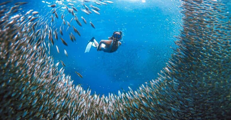 Cebu: Sardine Run Snorkeling, Mantayupan Falls & ATV Thrills - Final Thoughts
