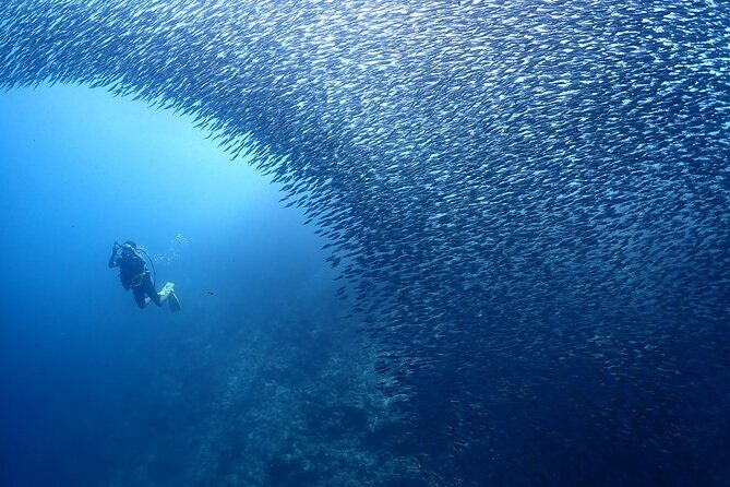 Cebu: Scuba Diving Experience beach entry in Mactan - Who Should Consider This Tour?
