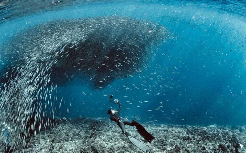 Cebu: Scuba Diving with Sardines and Pescador Island Snorkel - An Overview of the Experience