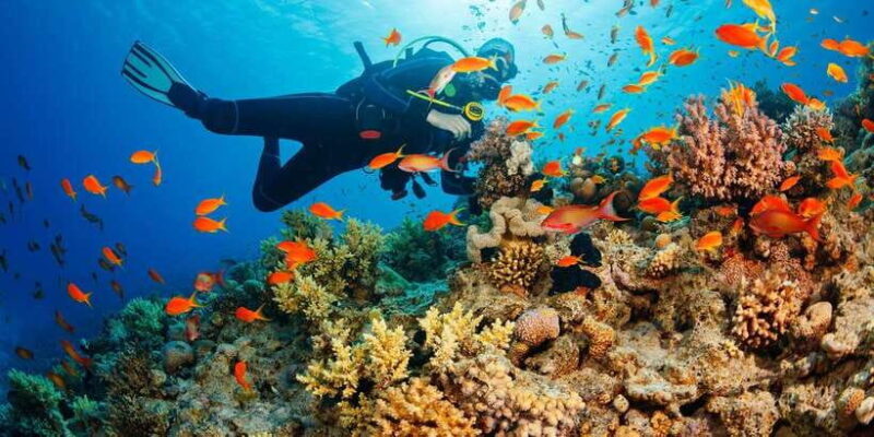 Cebu: Scuba Diving with Sardines and Pescador Island Snorkel - The Sum Up