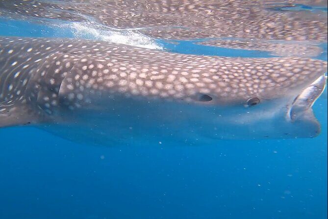 Cebu Splash Adventure: Swim with Sharks & Canyoneering + Lunch - An In-Depth Look at the tour
