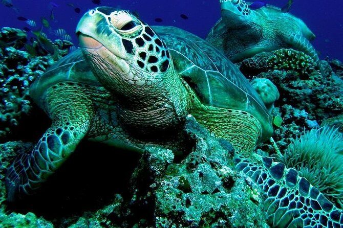 Cebu to Bohol: 2D and 1N with Bohol Tour and Firefly Tour - The Overall Value and Practicalities