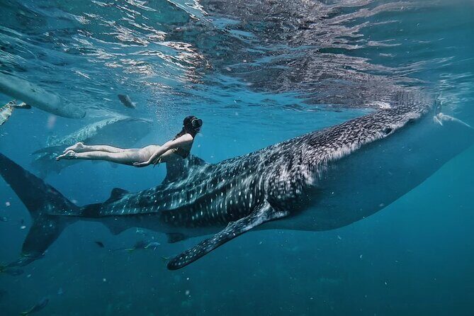 Cebu Tour Package 3D2N - Who Should Consider This Tour?