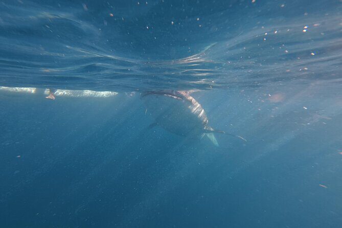 Cebu Tumalog, Inambakan Falls, Sardines and Whaleshark Watching - Snorkeling with Sardines in Moalboal