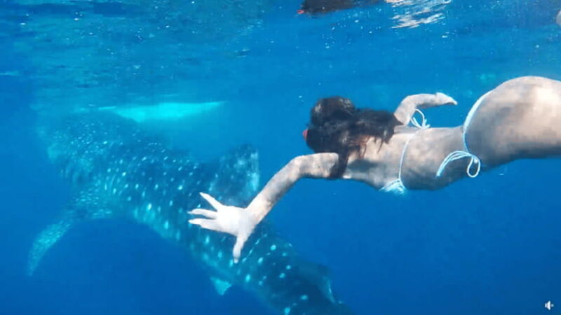 Cebu Ultimate Adventure: Oslob, Inambakan Falls & Moalboal - FAQ