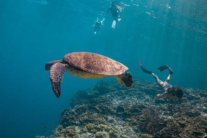 Cebu Ultimate Oslob Whale Shark and Moalboal Turtles Joiner Tour - The Practicalities