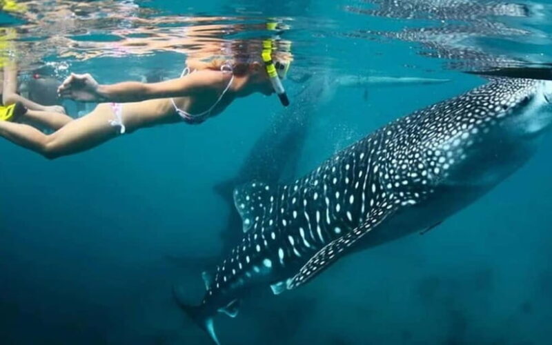 Cebu: Whale Shark, and Sumilon Sandbar and Inambakan Falls - Key Points
