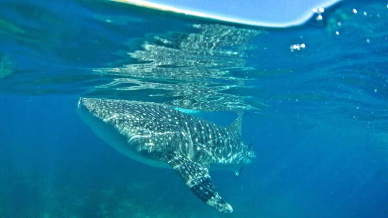 Cebu: Whale Shark Encounter and Kawasan Canyoneering - The Itinerary — What’s on Offer