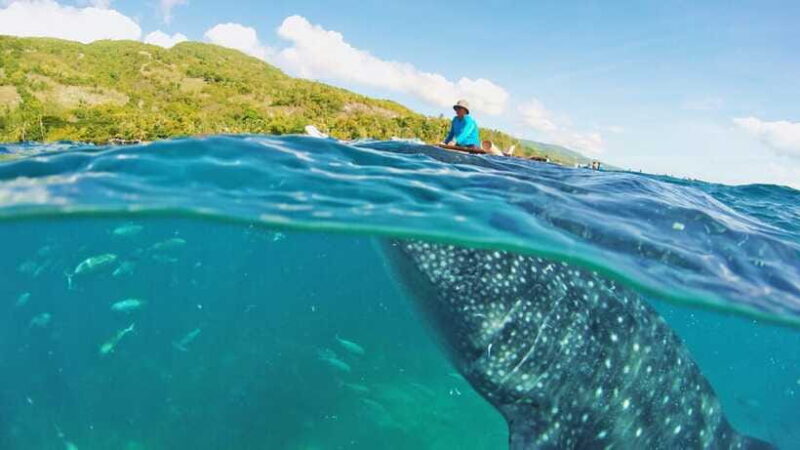 Cebu: Whale Shark Encounter and Kawasan Canyoneering - Final Thoughts