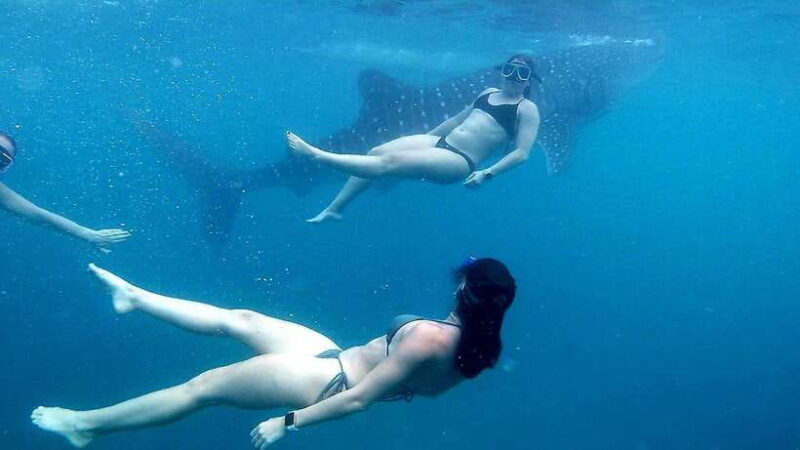 Cebu: Whale Shark, Inambakan Falls & Moalboal Sardine Tour - What’s Included and What’s Not