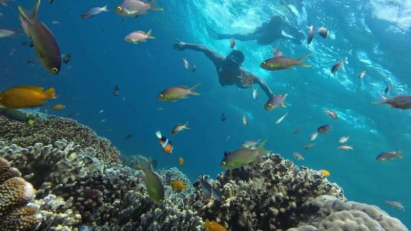 Cebu: Whale Shark, Inambakan Falls & Moalboal Sardine Tour - Authentic Experiences and Authenticity