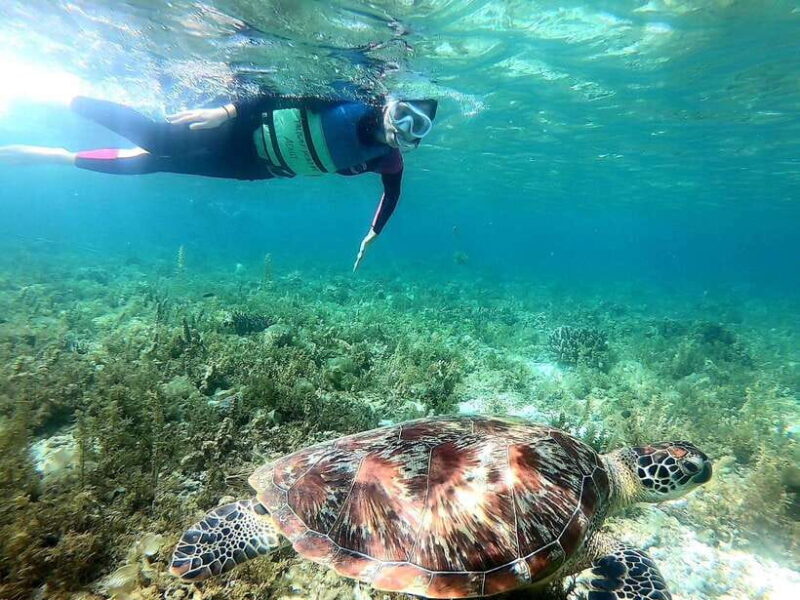 Cebu: Whale Shark, Inambakan Falls & Moalboal Sardine Tour - Who Would Love This Tour?