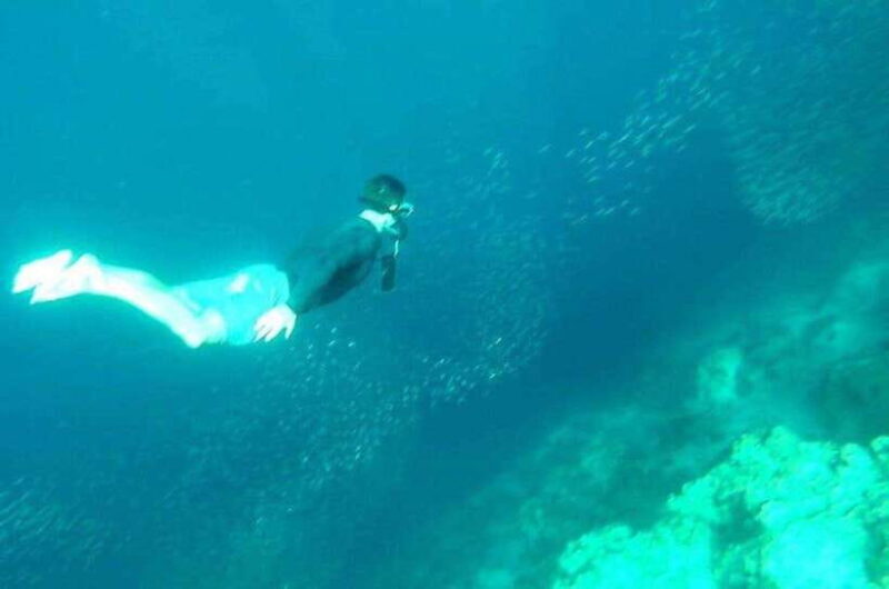 Cebu: Whale Shark, Inambakan Falls & Moalboal Sardine Tour - The Sum Up