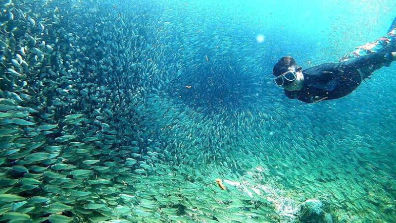 Cebu: Whale Shark, Inambakan Falls & Moalboal Sardine Tour - FAQ