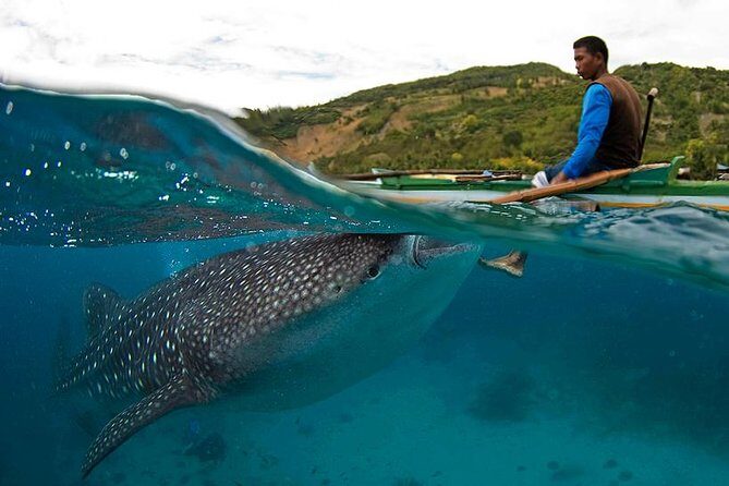 Cebu Whale Shark Interaction, Moalboal Sea Turtles, Sardines Run & Canyoneering - Who Will Love This Tour?