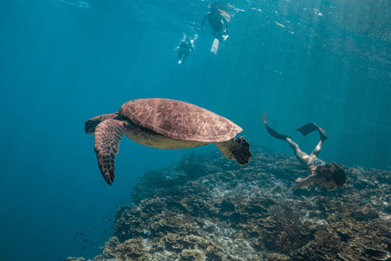 Cebu: Whale Shark, Monkey Sanctuary, & Moalboal Turtles Tour - Who Will Love This Tour?
