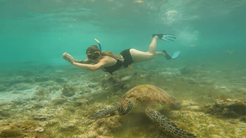 Cebu: Whale Shark Oslob and Moalboal Snorkeling Adventure - Key Points