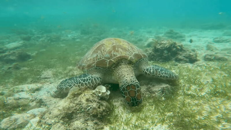 Cebu: Whale Shark Oslob and Moalboal Snorkeling Adventure - Who Would Love This Tour?