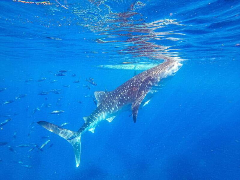 Cebu: Whale Shark Snorkeling & Kawasan Canyoning Tour - Analyzing the Value