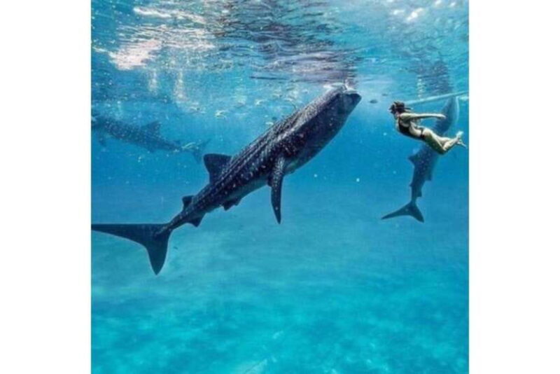 Cebu: Whale Shark Swim and Kawasan Canyoneering Group Tour - Why This Tour Appeals to Cebu Visitors