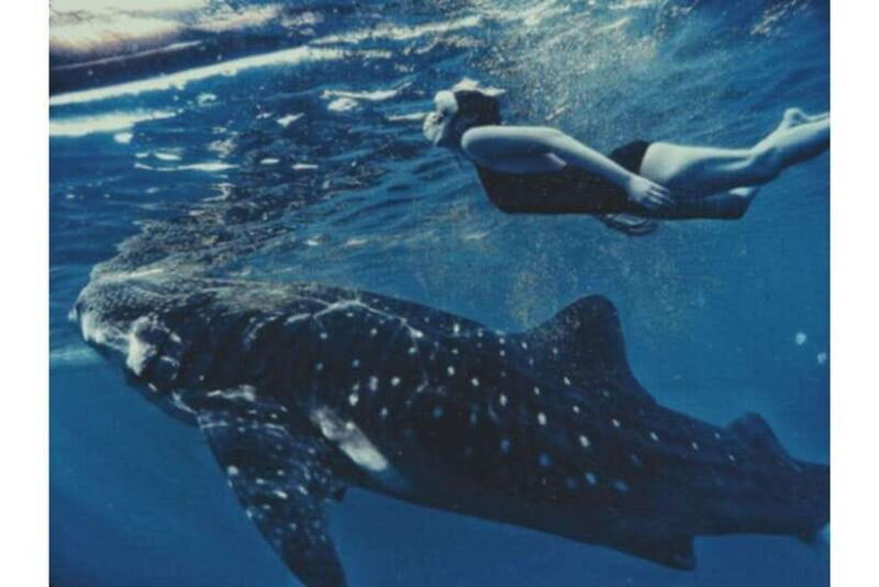 Cebu: Whale Shark Swim and Kawasan Canyoneering Group Tour - Transport and Timing