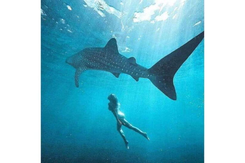 Cebu: Whale Shark Swim and Kawasan Canyoneering Group Tour - FAQs