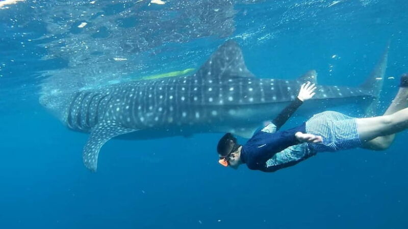 Cebu: Whale Shark Swim and Kawasan Canyoneering Tour - The Itinerary: A Day of Contrasts