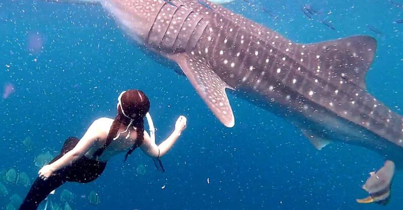 Cebu: Whale Shark Swim and Kawasan Canyoneering Tour - Timing and Group Size: What to Expect