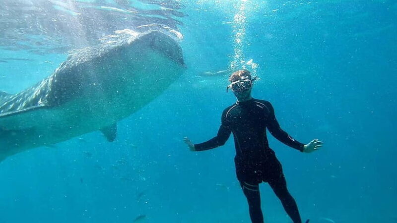 Cebu: Whale Shark Swim and Kawasan Canyoneering Tour - Who Should Consider This Tour?