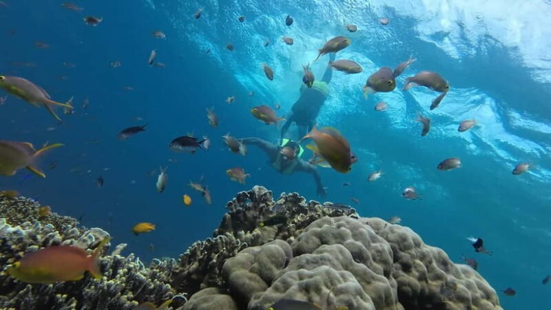 Cebu: Whale Shark Swim, Kawasan Falls & Sardine Run - Final Thoughts