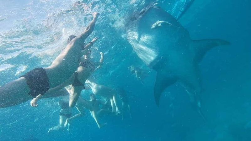 Cebu: Whale Shark Swim, Kawasan Falls & Sardine Run - FAQ