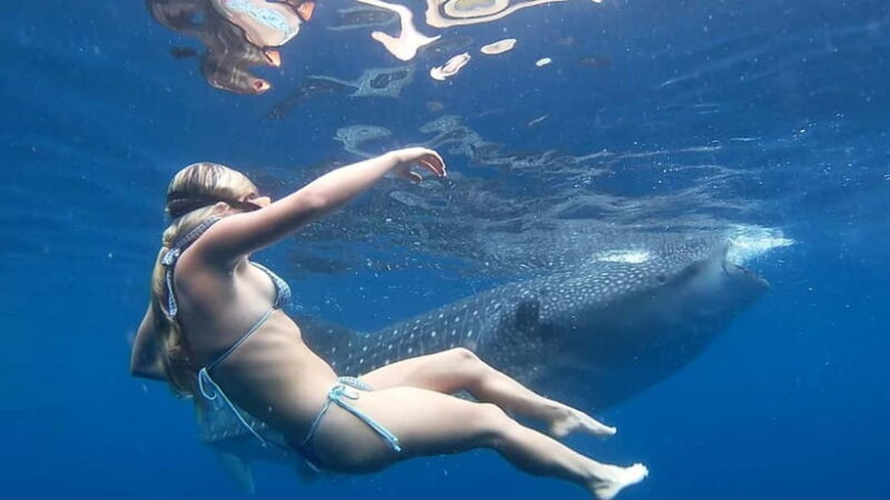 Cebu: Whale Shark Swimming & Inambakan Falls Adventure - Practical Tips for Making the Most of This Tour
