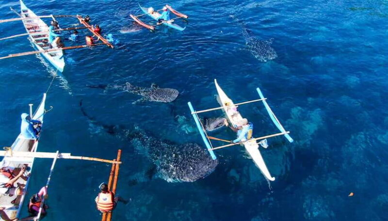 Cebu Whale Shark Swimming & Kawasan Canyoneering Group Tour - A Deep Dive into the Cebu Whale Shark Swimming & Canyoneering Tour