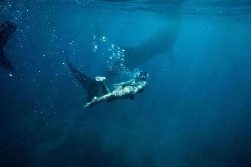 Cebu Whale Shark Swimming & Kawasan Canyoneering Group Tour - Is This Tour Worth It?